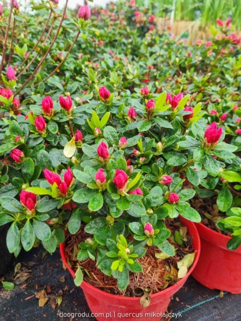 Azalia Japońska GEISHA RED 'KAZUKO' REALNE ZDJĘCIA - doogrodu.com.pl